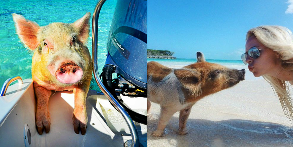 20 Things To Know About The Pig Island In The Bahamas | TheTravel