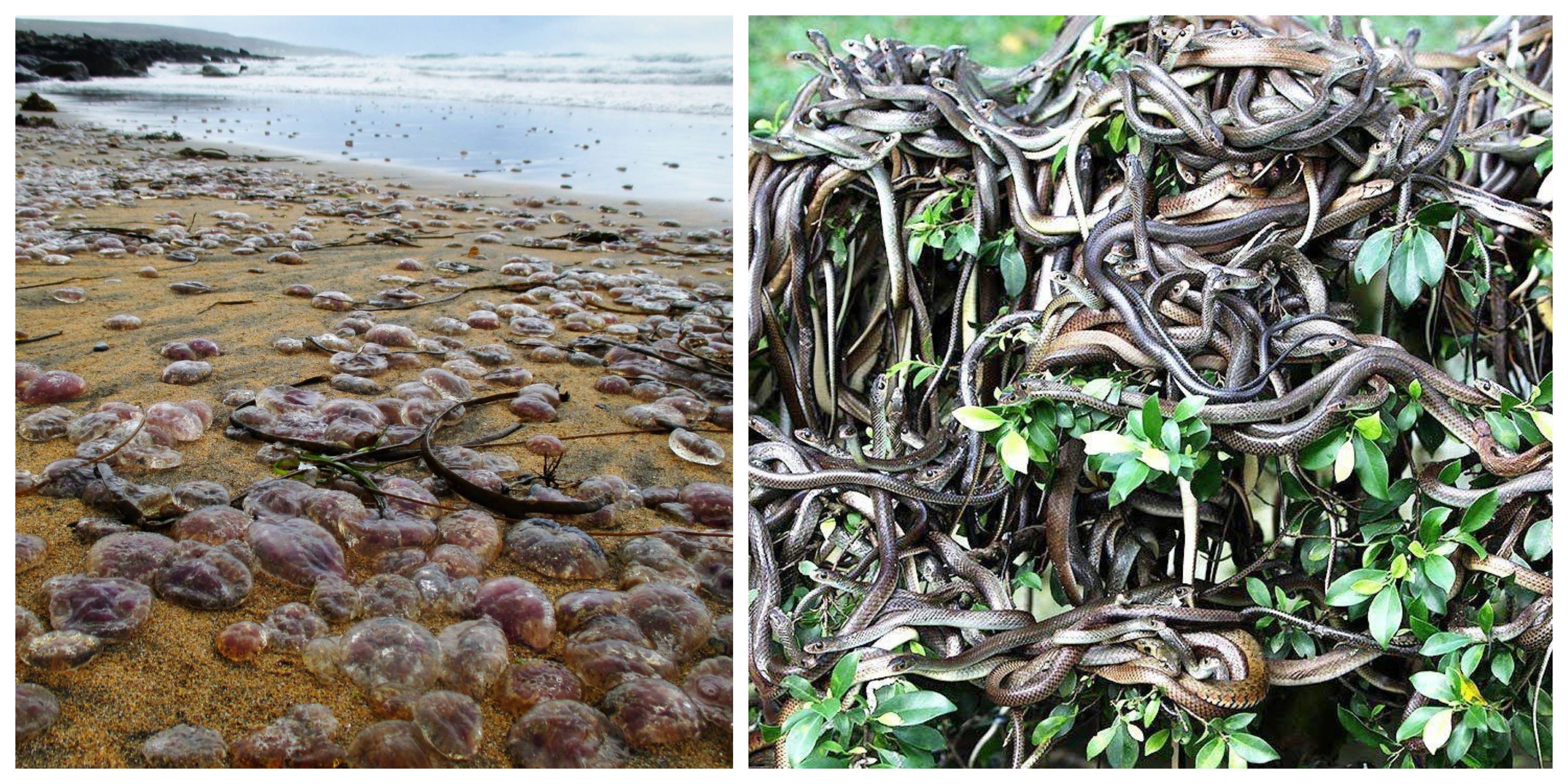 10 Beaches Crawling With Strange Creatures (9 Beaches That Are Totally ...