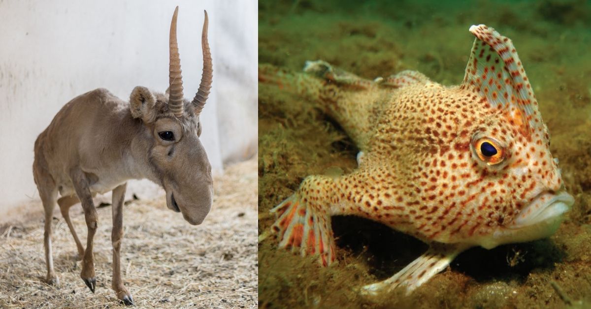 25 Images Of Animals That Look Like They're From An Alien Planet